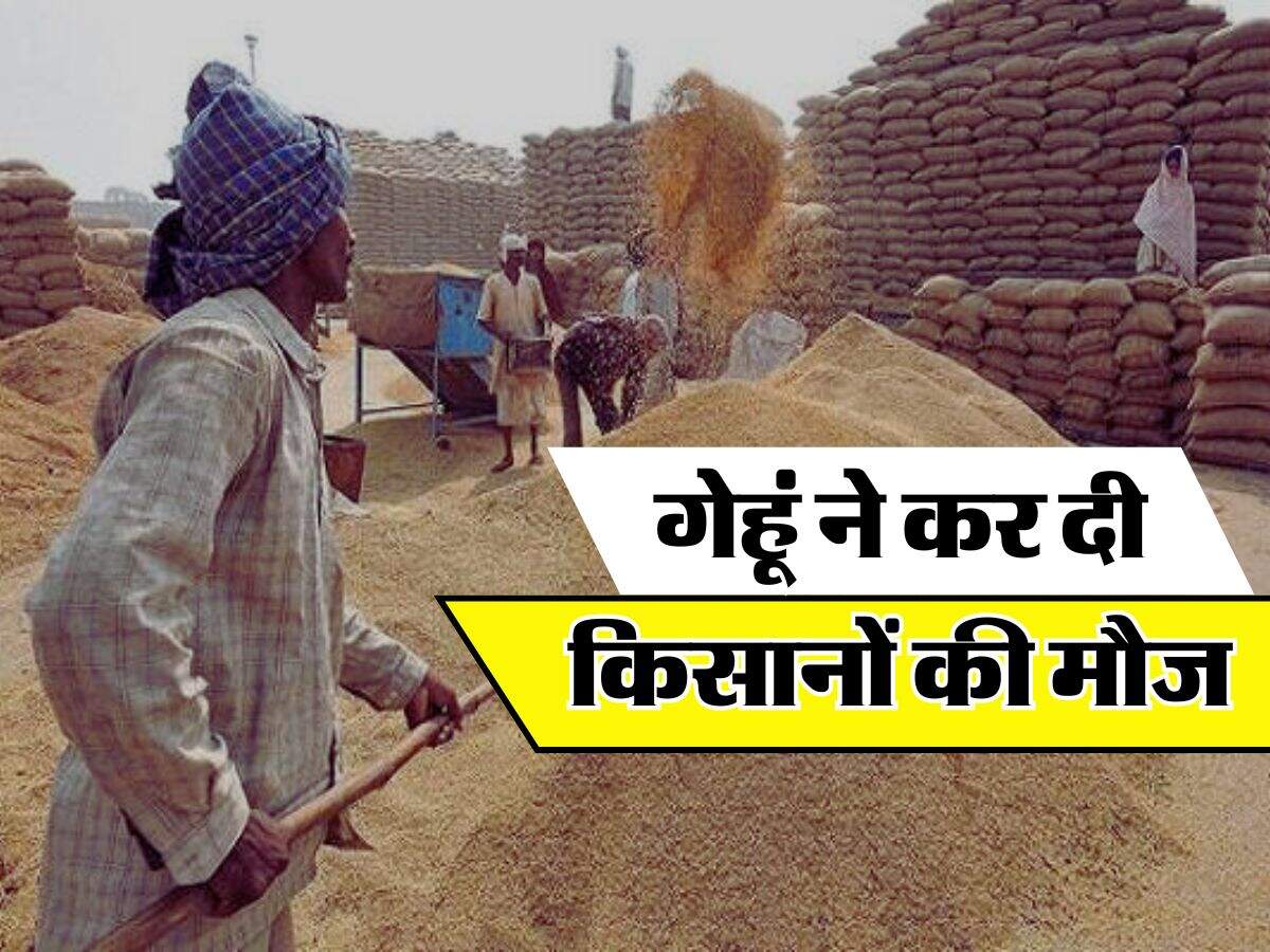 Gehun Mandi Bhav: गेहूं ने कर दी किसानों की मौज, इस मंडी में मिल रहा ...